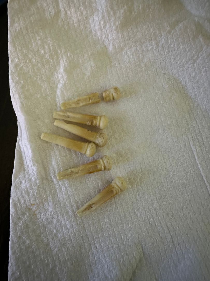 Waverly Over Sized bone pins. - Gibson Acoustic - Gibson Brands Forums