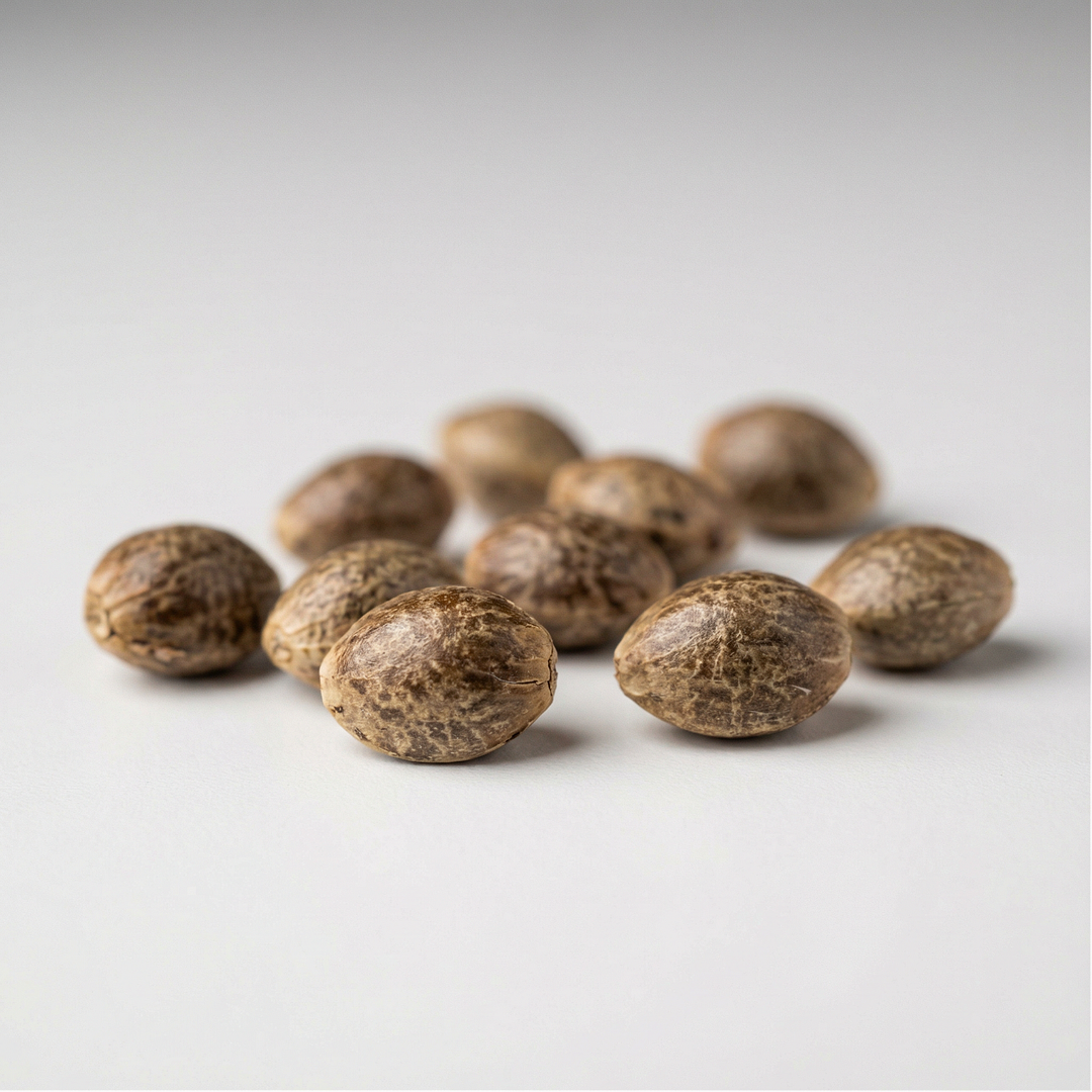 Cannabis Genetics and Seeds Explained: Weed.de’s Guide to Breeding ...