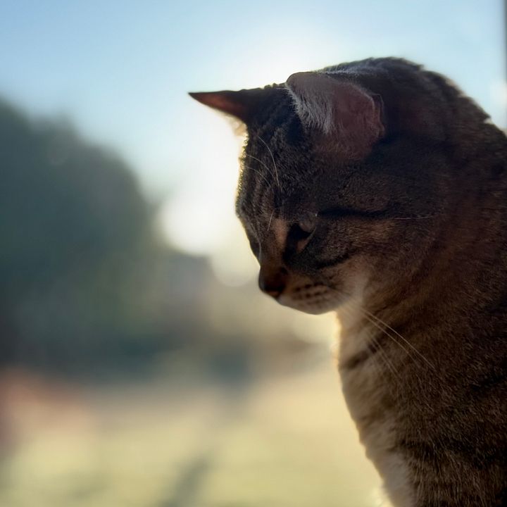 New kitten alert! | pink fish media