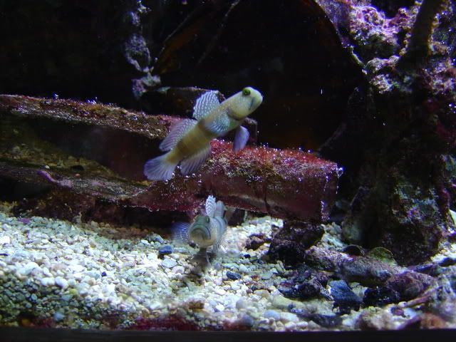 Sure been discussed before, but for us 'senior citizens' your oldest ...