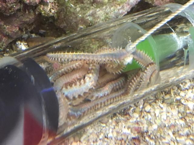 Worm and starfish infestation | REEF2REEF Saltwater and Reef Aquarium Forum