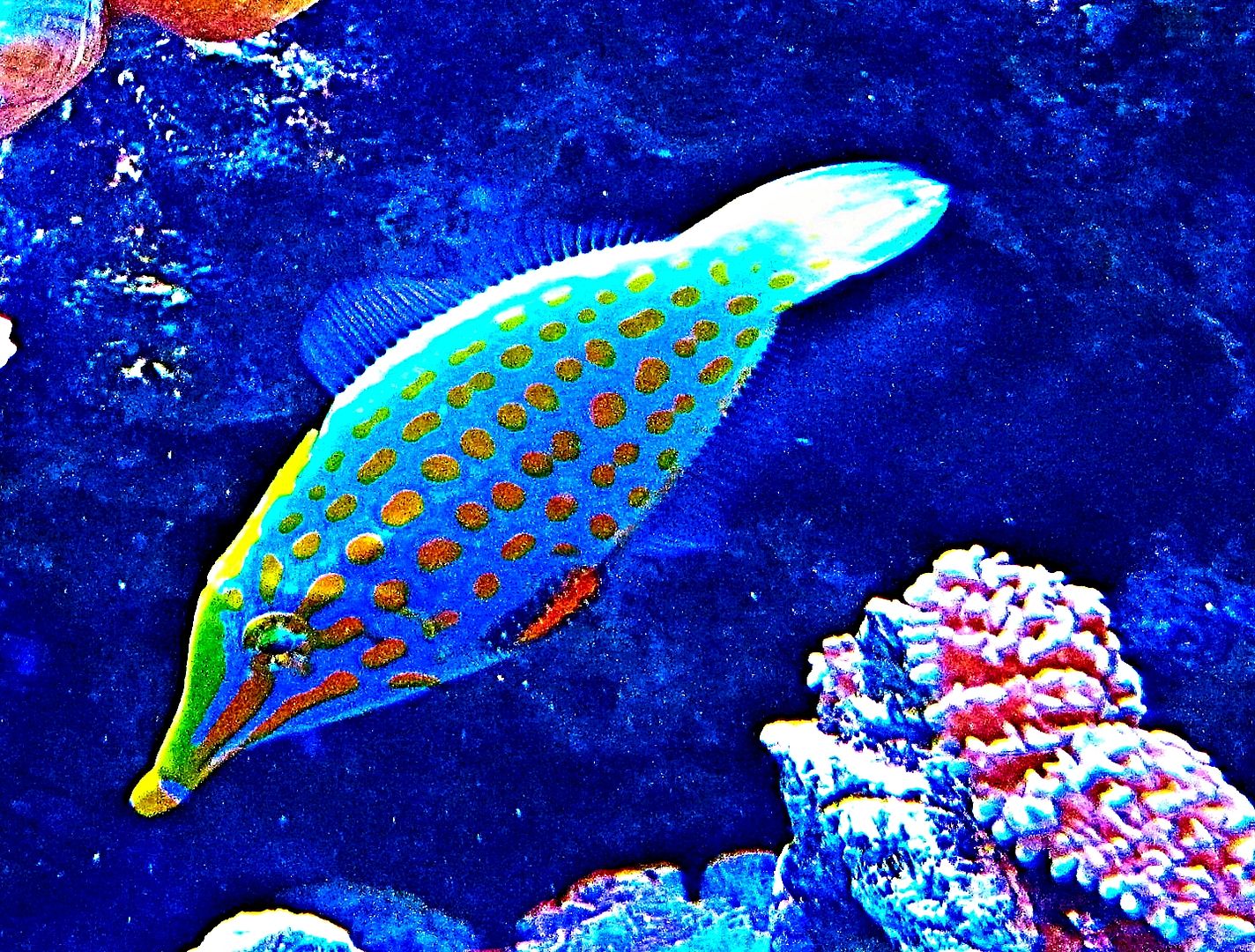Orange Spotted Filefish (Oxymonacanthus Longirostis) showoff | Reef2Reef