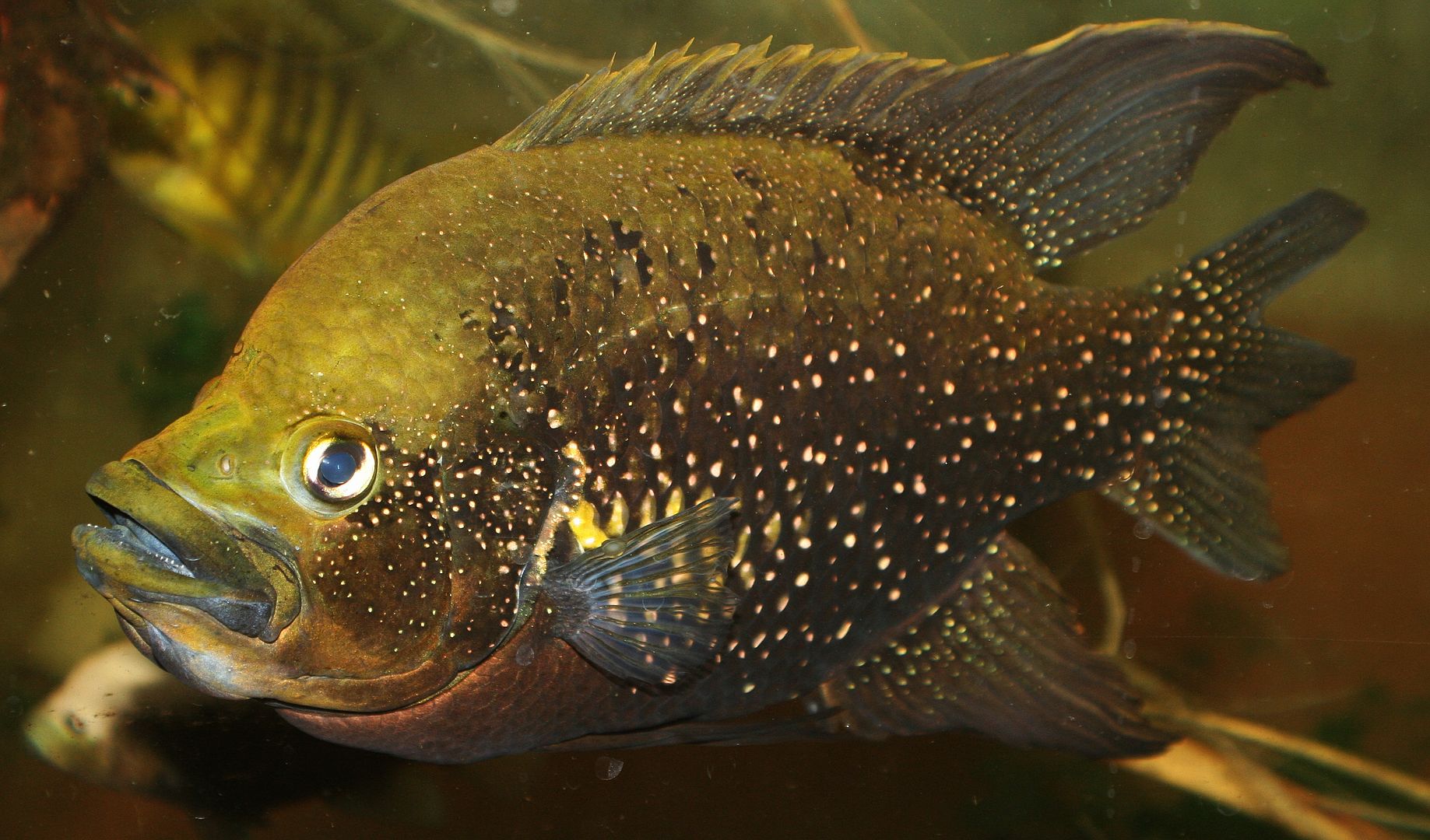 Bichir “split” tail | MonsterFishKeepers.com