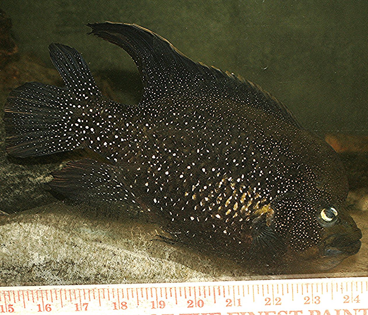 Bichir “split” tail | MonsterFishKeepers.com