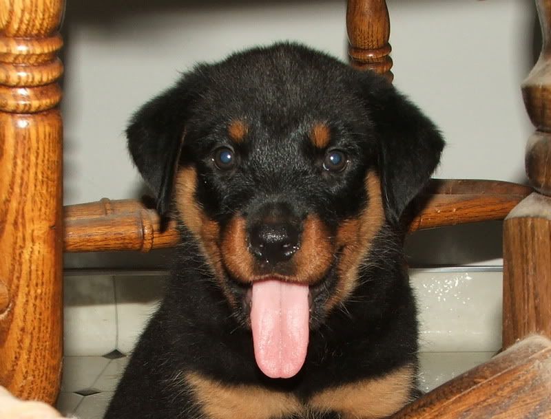 My dag is broken > General Discussion > AR15.COM