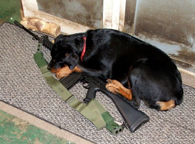 Terrifying video shows Chinese robot attack dog with machine gun ...