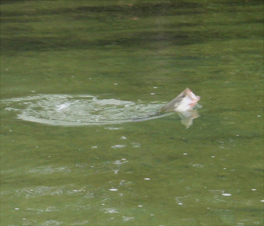 Megabass Destroyer P5 F0-66X Siglett (BFS comparison) - Fishing Rods ...