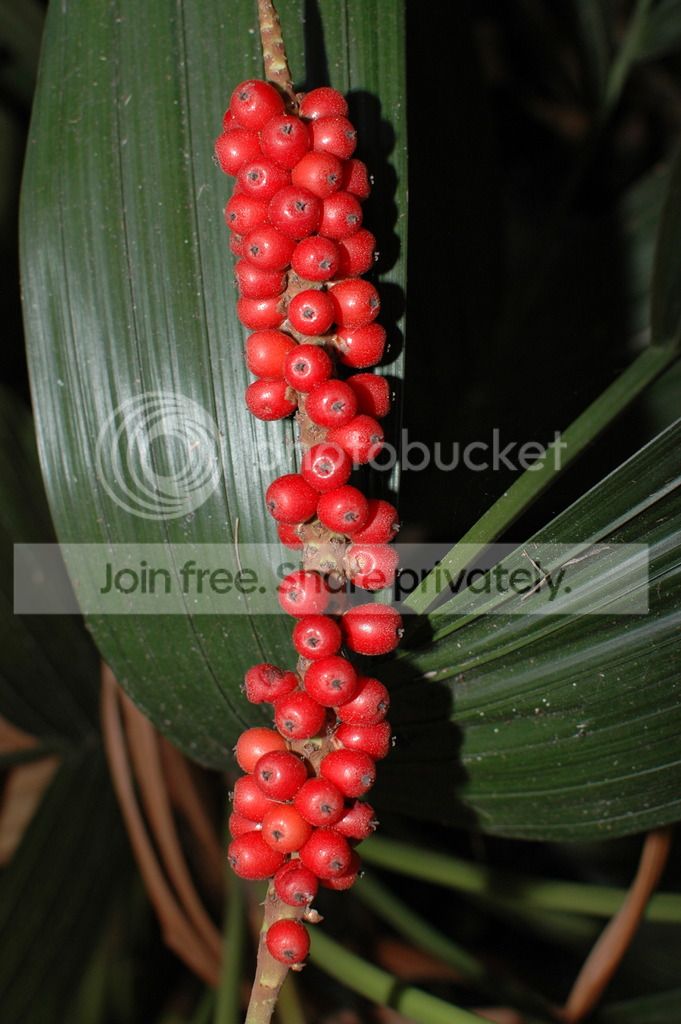 Calyptrocalyx elegans var. boalak - DISCUSSING PALM TREES WORLDWIDE ...