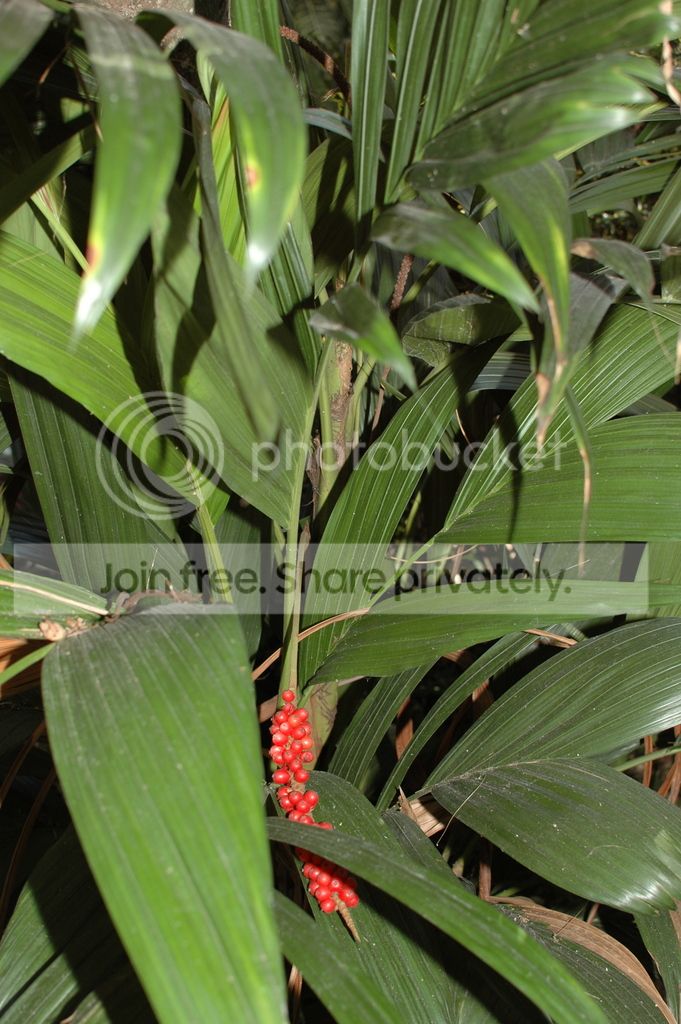 Calyptrocalyx elegans var. boalak - DISCUSSING PALM TREES WORLDWIDE ...