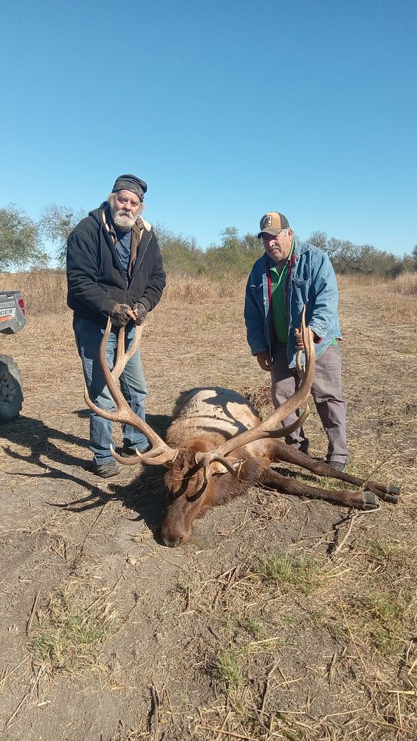 Milam County, Texas bull elk | Marlin Firearms Forum