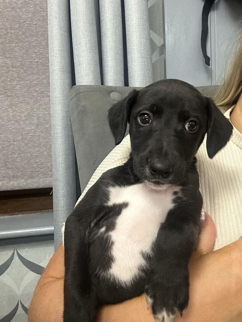 Ravenswood Pet Rescue - Available Dogs