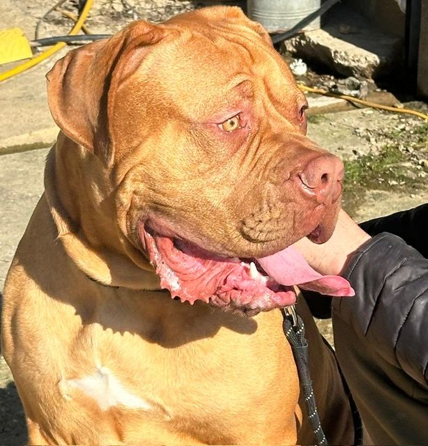 Ravenswood Pet Rescue - Available Dogs