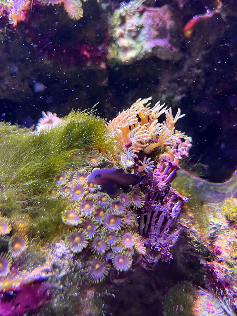 Normal algae growth? | Reef2Reef