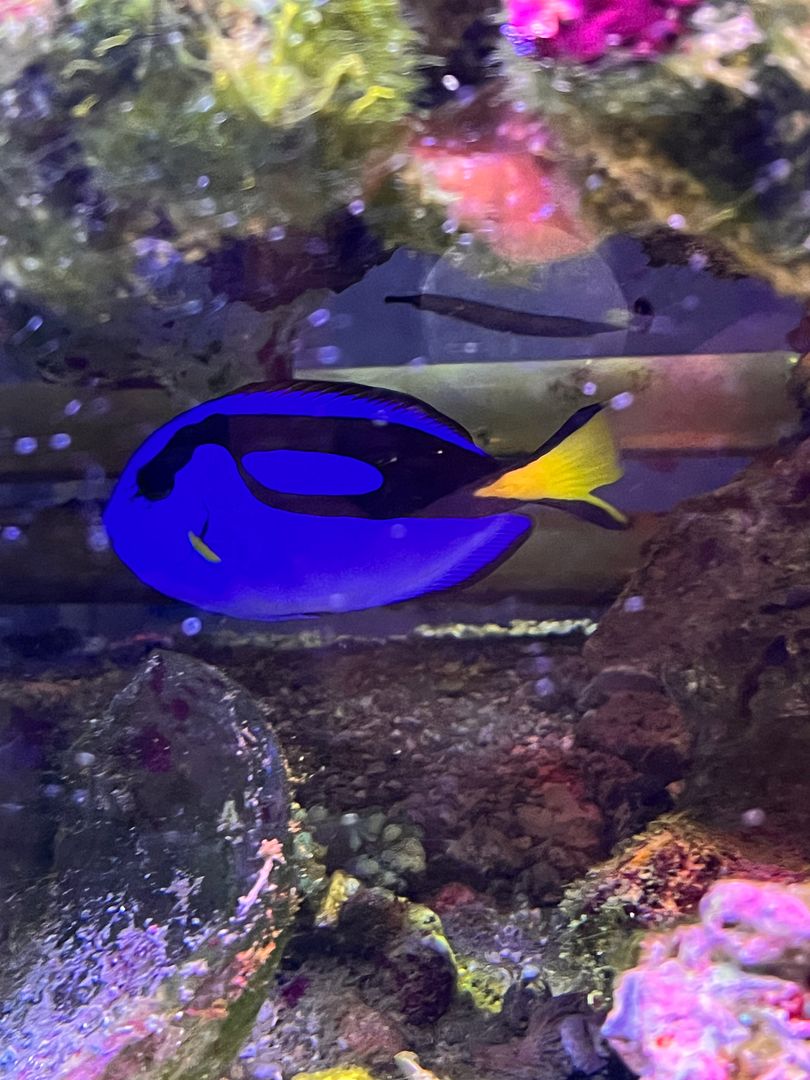 HELP - Recommendations for any reef safe fish that is blue in color ...