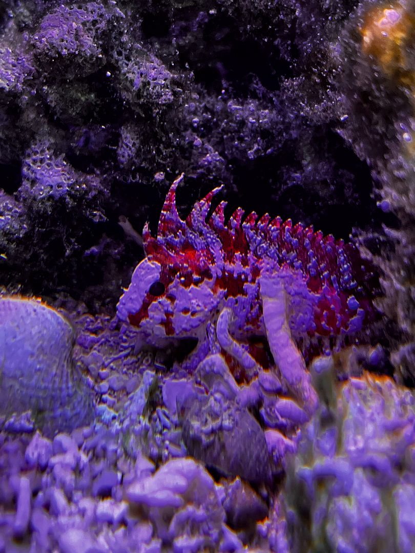 Pygmy Wasp is my favorite fish | Reef2Reef