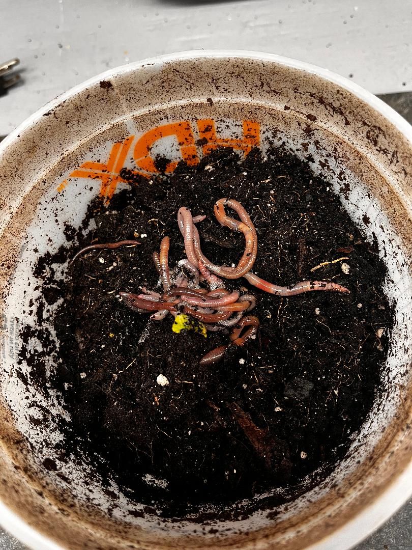 Question of the Day - What do you feed and how often? | Humble.Fish ...