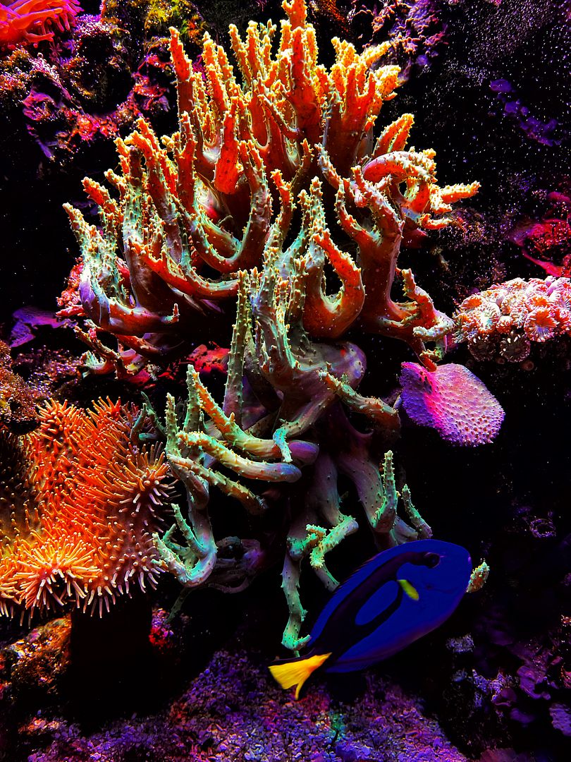 Low Maintenance Tank Build: PROBLEMS | Reef2Reef