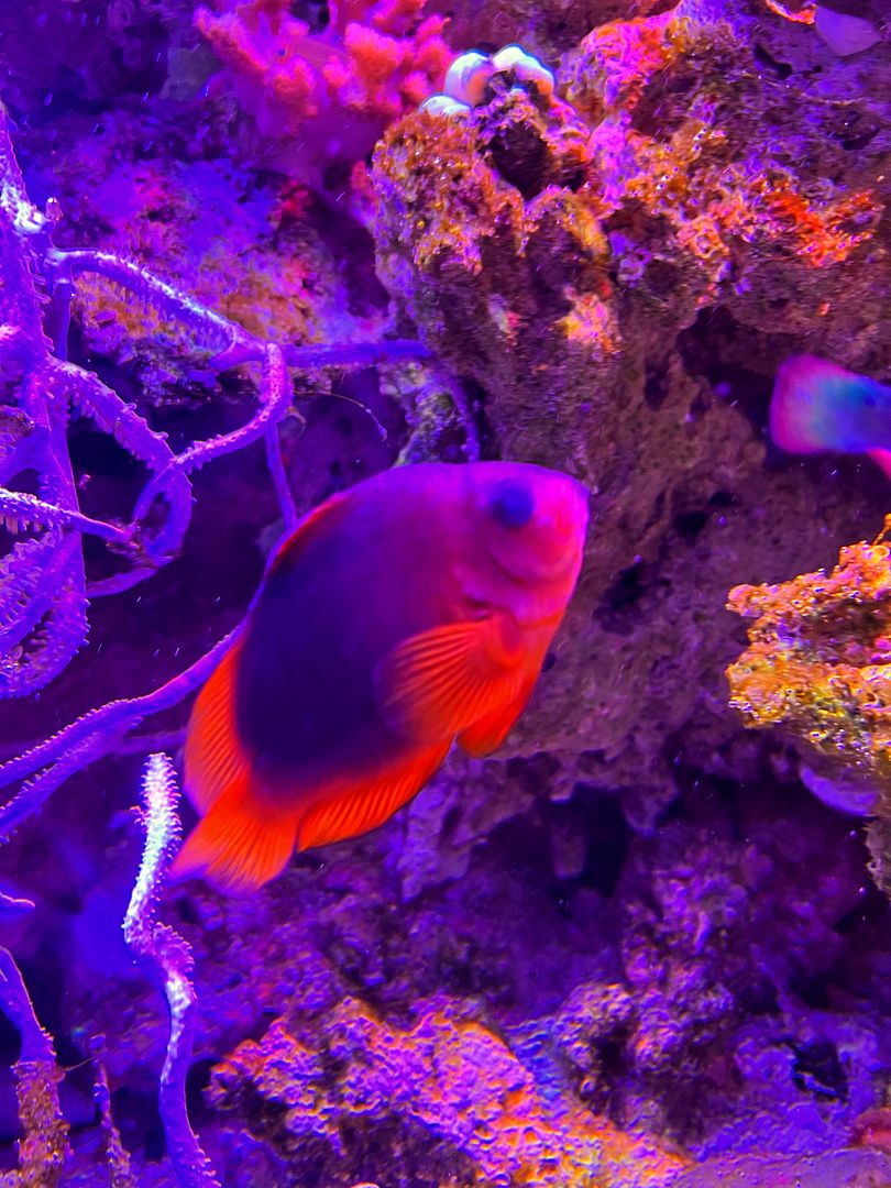 Cataracts in 14 year old fish? | Humble.Fish & Reef Community