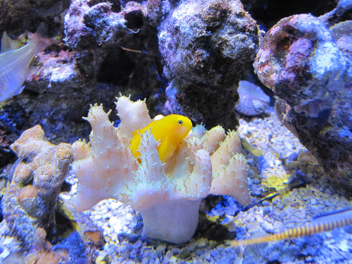Is my yellow clown goby skinny? | Reef2Reef