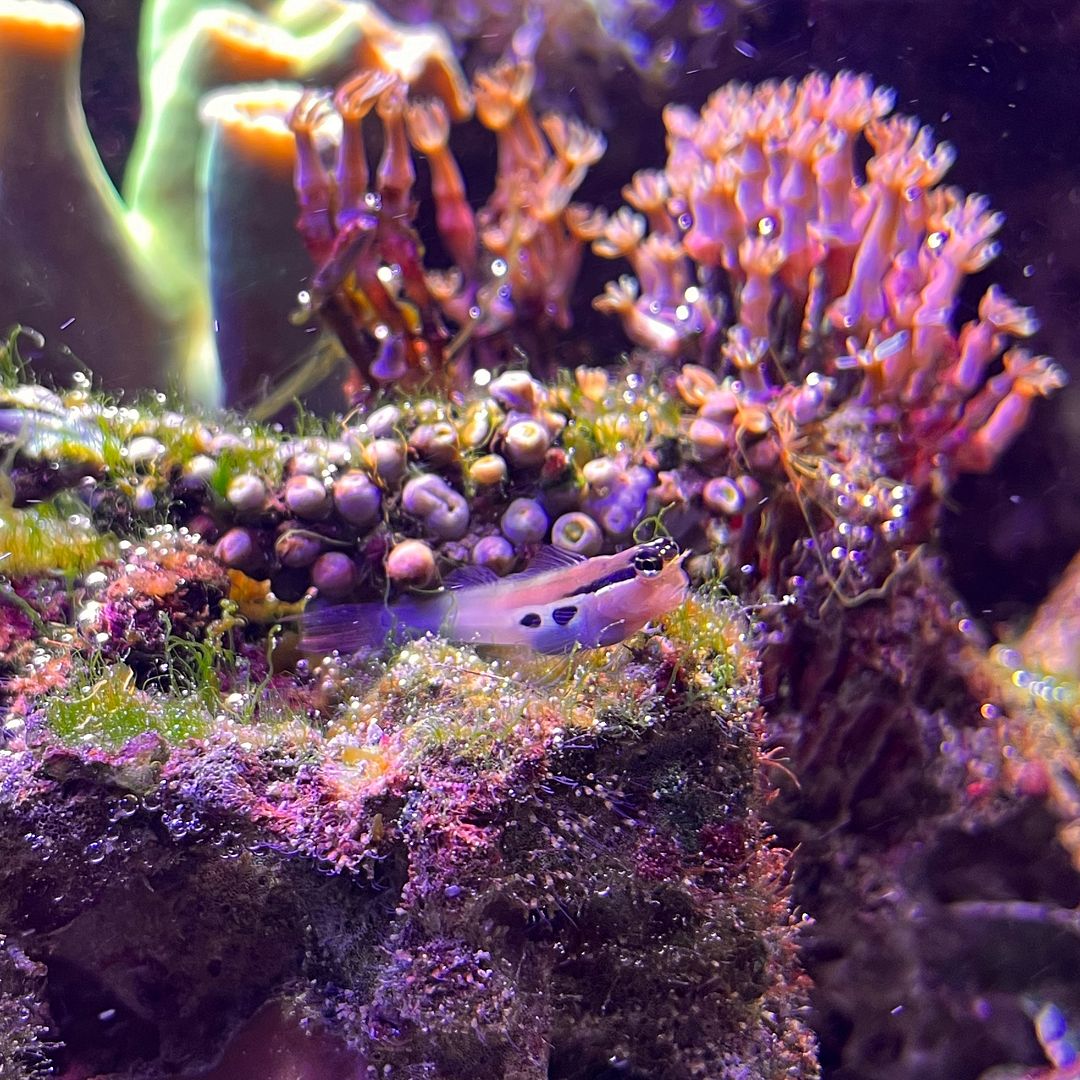 Normal algae growth? | Reef2Reef