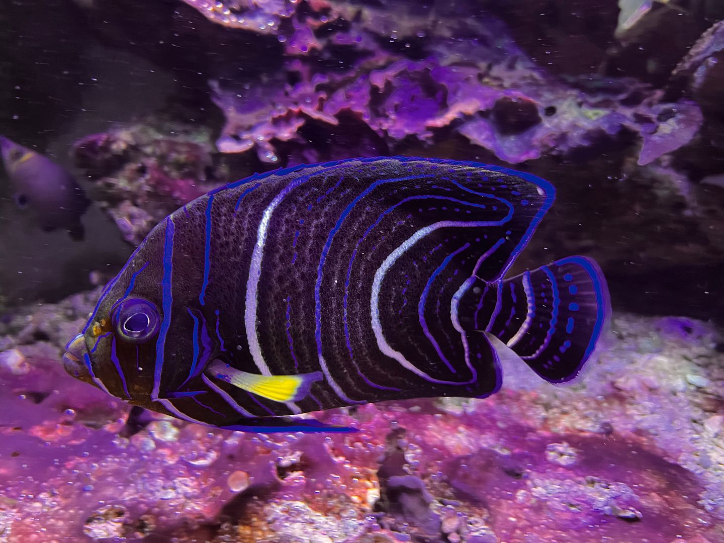 For those that quarentine, did you have long term success? | Reef2Reef