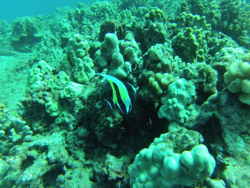 What's the biggest mistake reefers make, and how can it be avoided ...