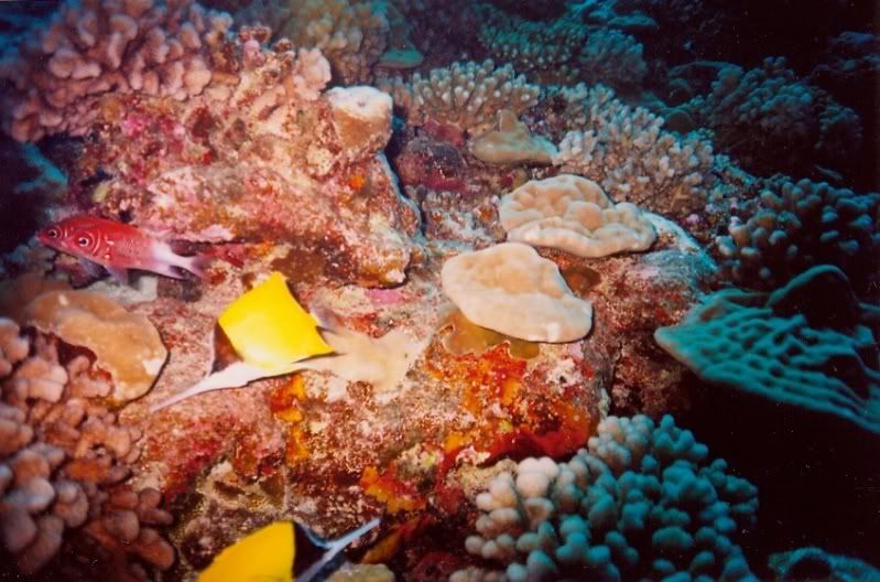 Longnose Butterflyfish - Biota Hawaii captive bred - First commercial ...