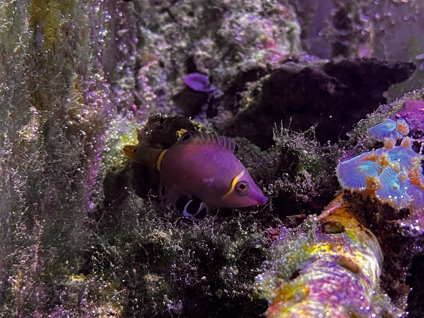Possum wrasse and sunburst anthias HTTM | Humble.Fish & Reef Community