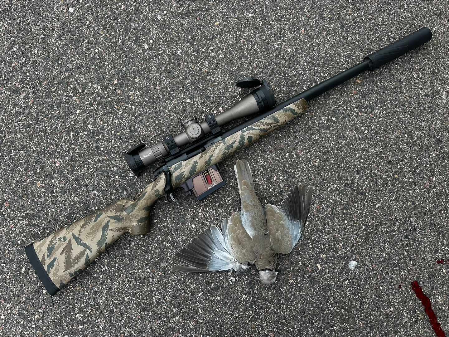 2025 dead critter thread..... - 24hourcampfire