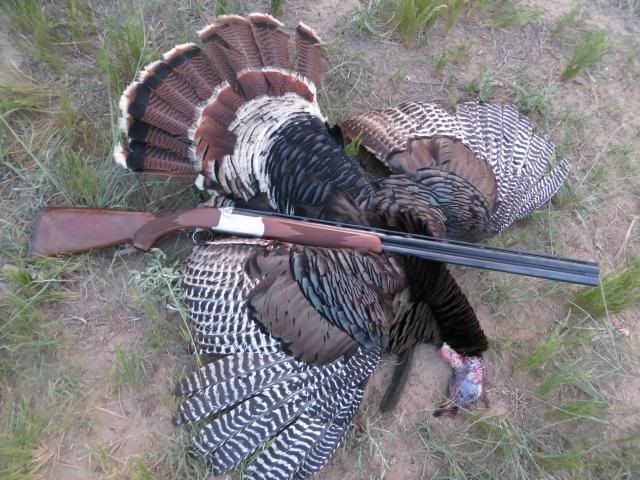 Ruger Announces the Return of an American Legend: The Ruger Red Label ...