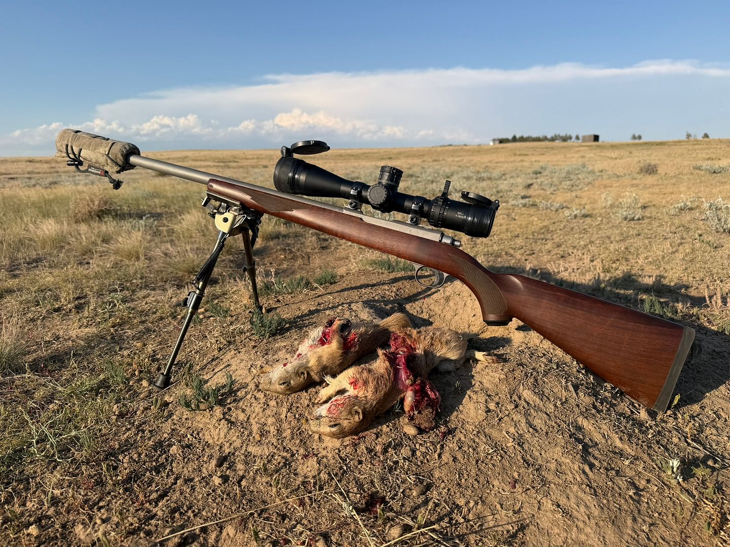 2026 Dead Critter Thread …. - 24hourcampfire