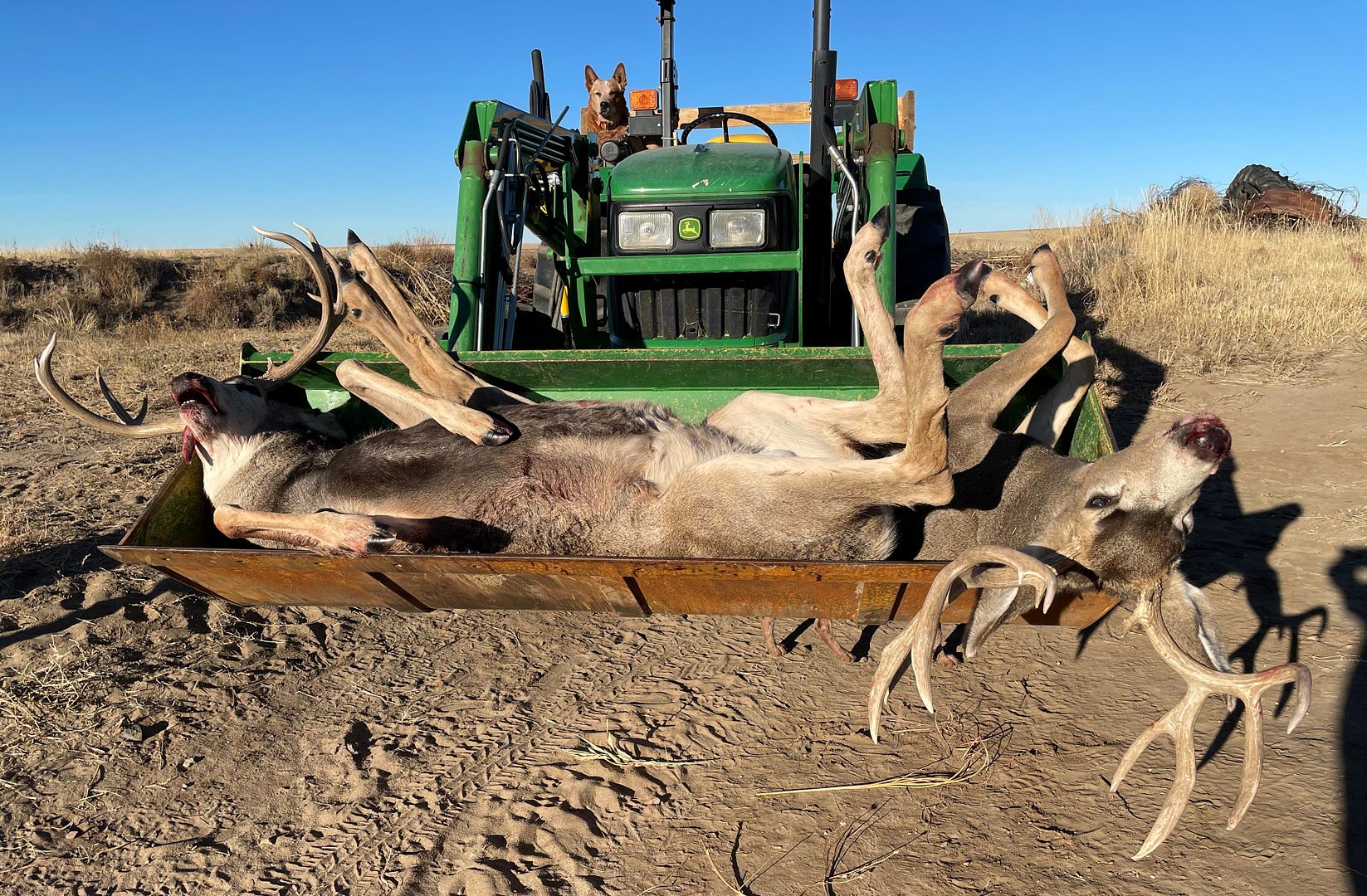 2025 Elk 'Hunt' - 24hourcampfire