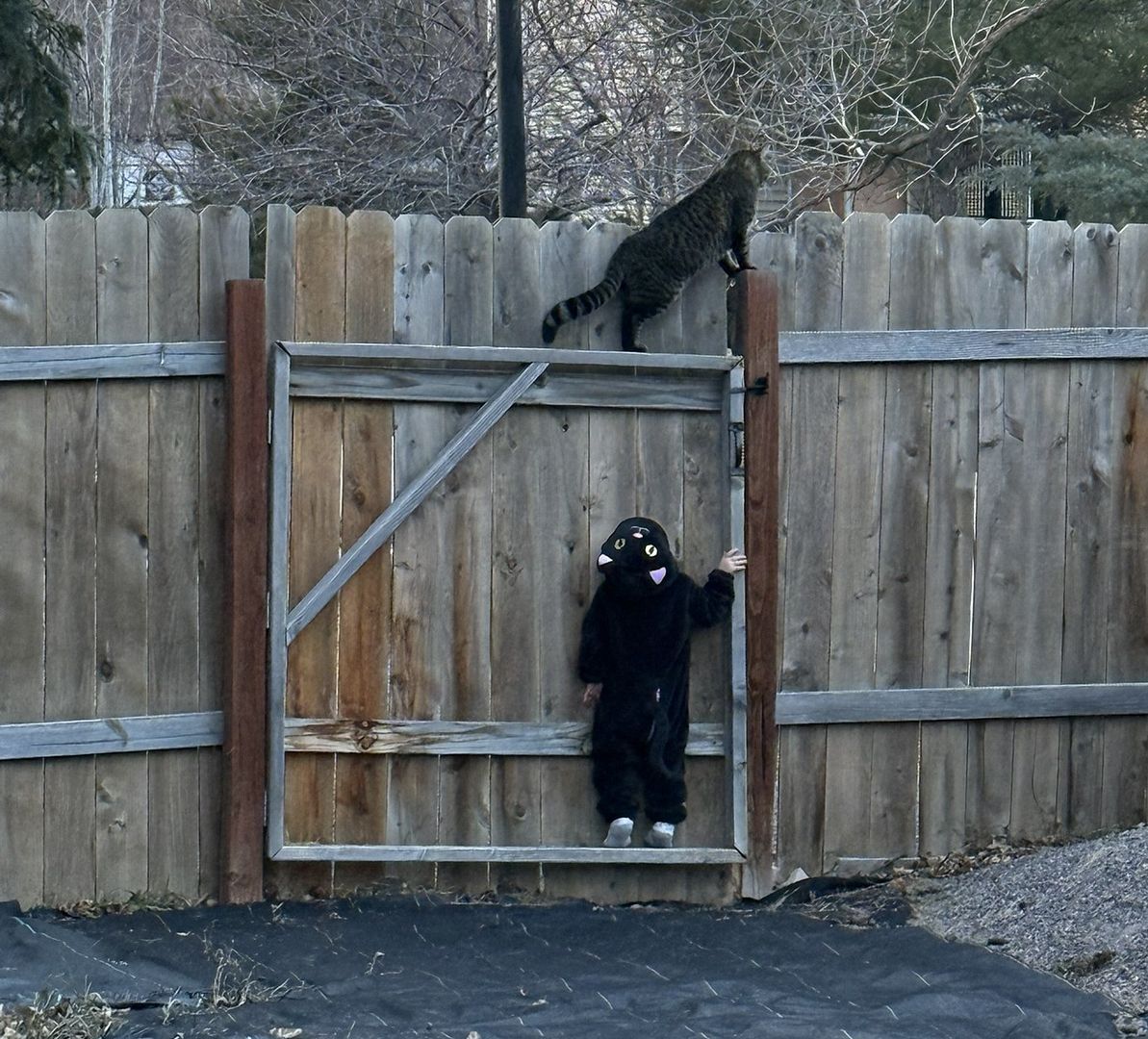 Colorado woman killed by Mountain lion. - 24hourcampfire