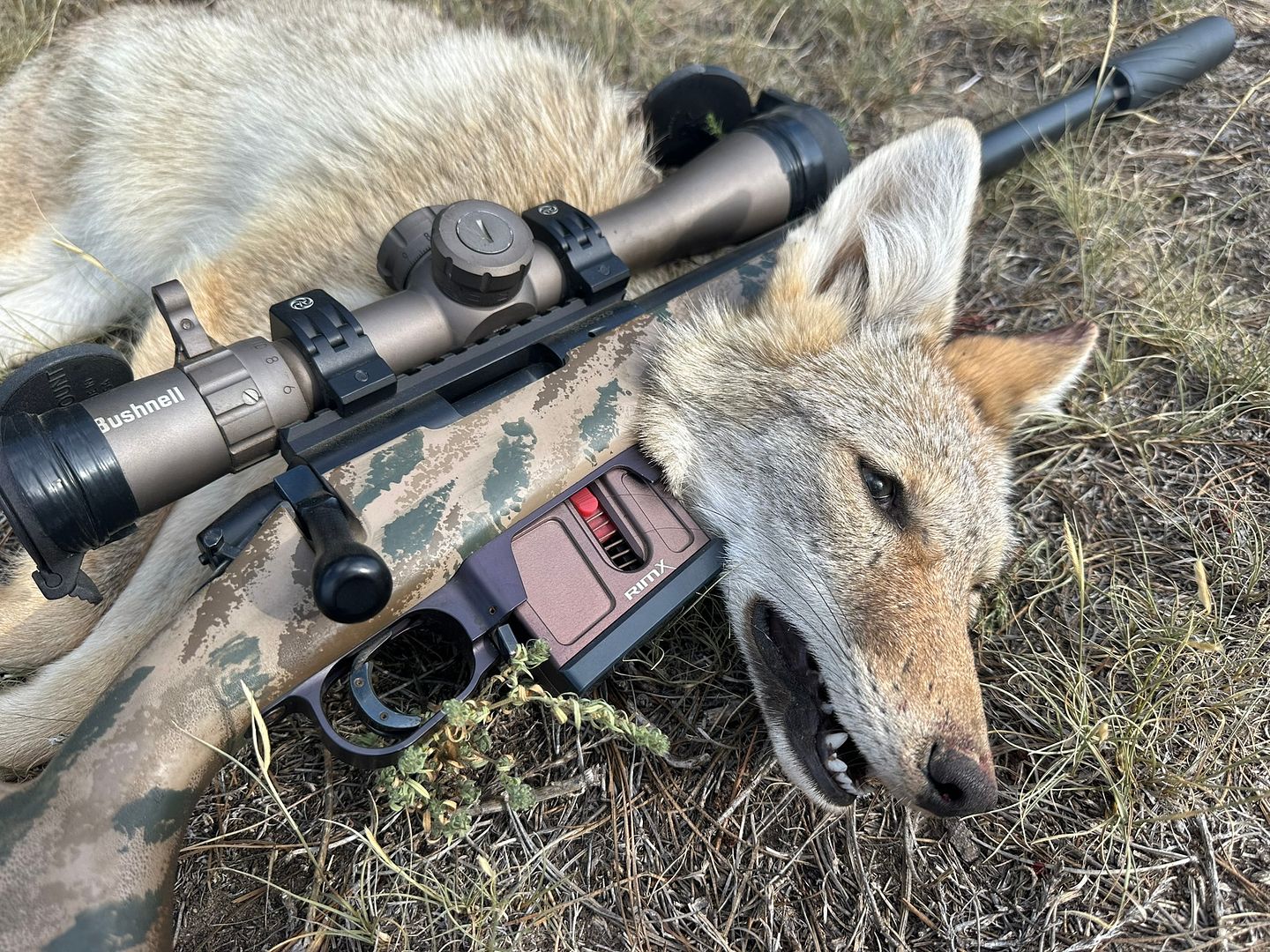 Rimfire Coyote setup | Long Range Hunting Forum – Expert Gear Reviews ...