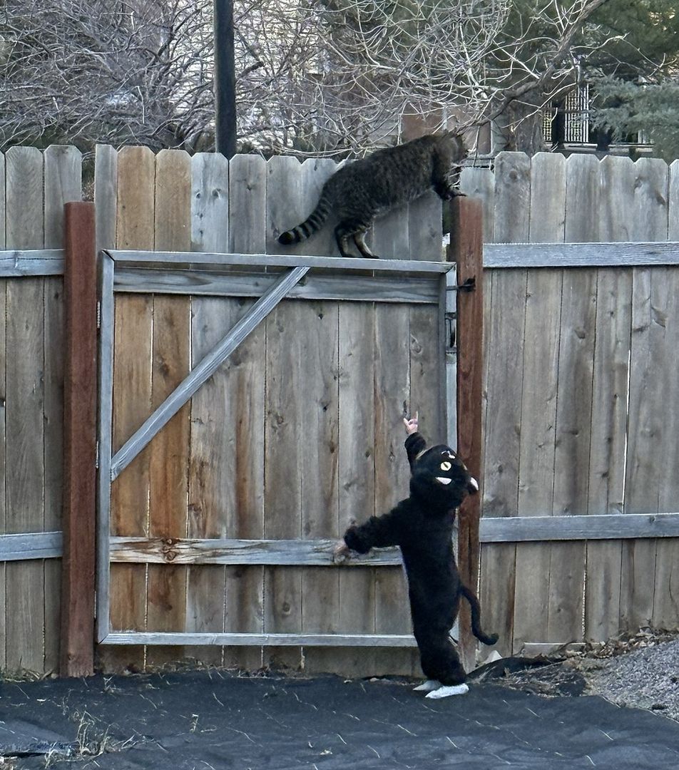 Colorado woman killed by Mountain lion. - 24hourcampfire