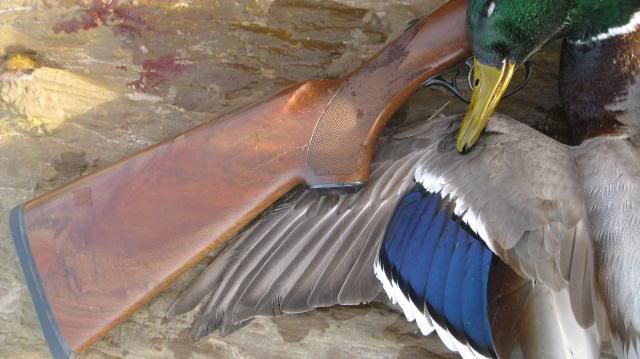 Ruger Announces the Return of an American Legend: The Ruger Red Label ...