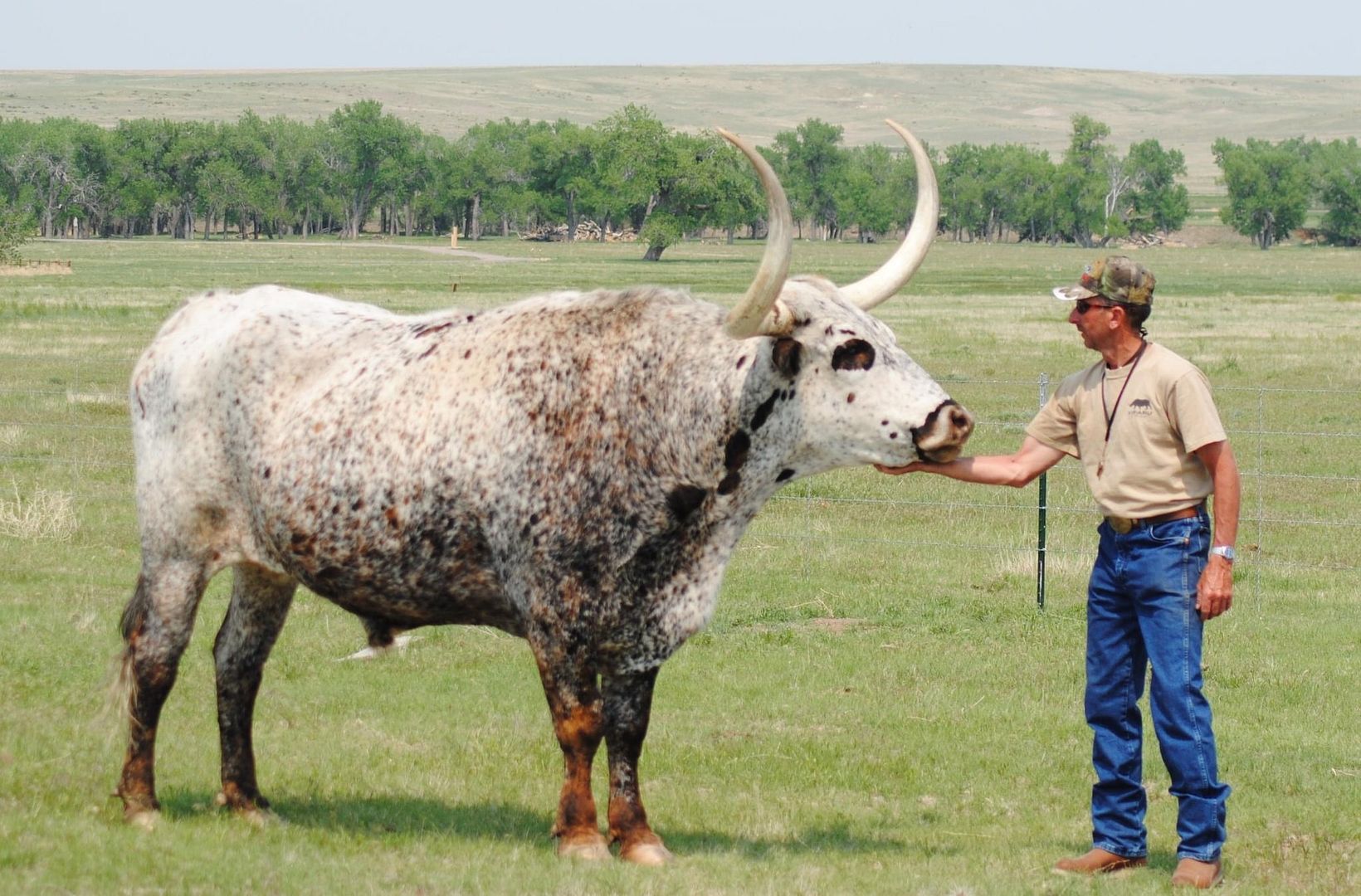 Ever have a cow? - 24hourcampfire