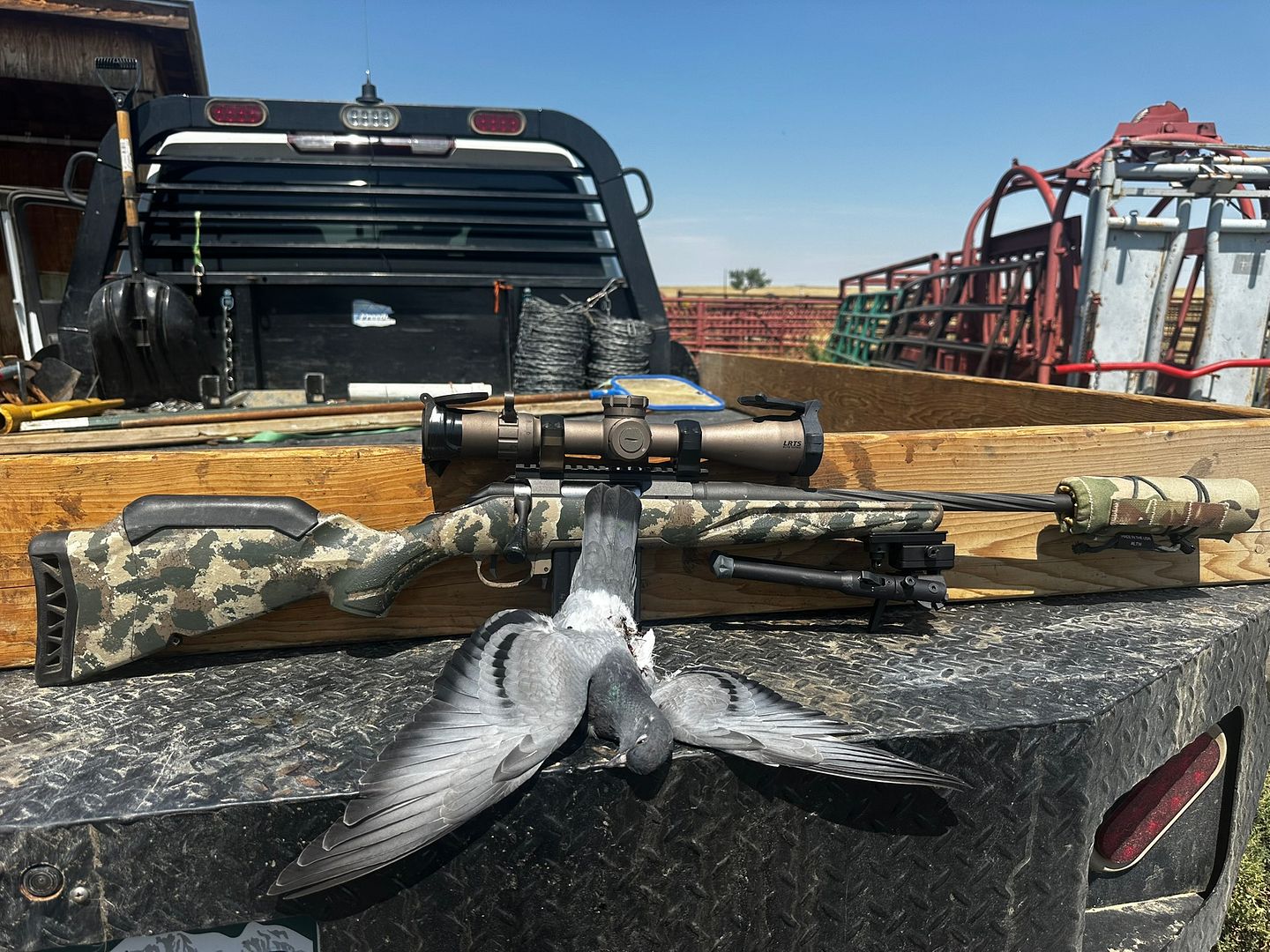 2025 dead critter thread..... - 24hourcampfire