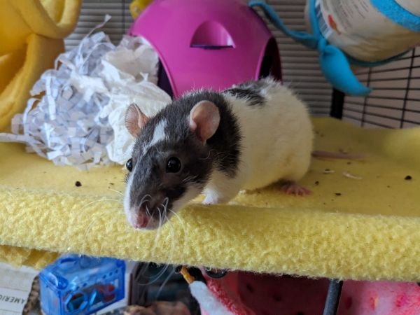 Merlyn & Papaya – Mainely Rat Rescue