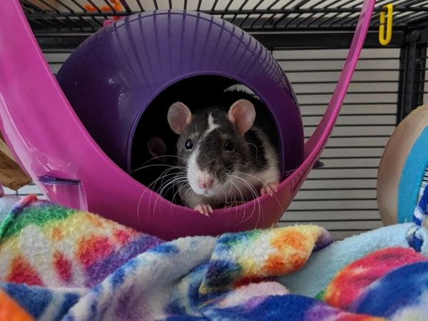 Merlyn & Papaya – Mainely Rat Rescue