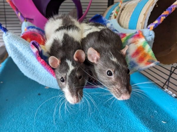 Merlyn & Papaya – Mainely Rat Rescue
