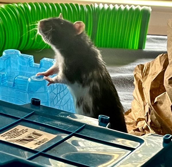 Cosmo & Comet – Mainely Rat Rescue