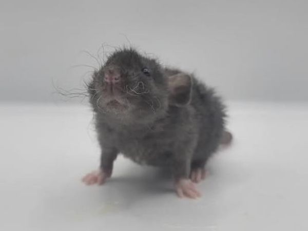 Kevin & Wallace – Mainely Rat Rescue