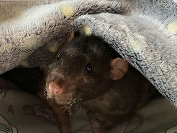 Kevin & Wallace – Mainely Rat Rescue