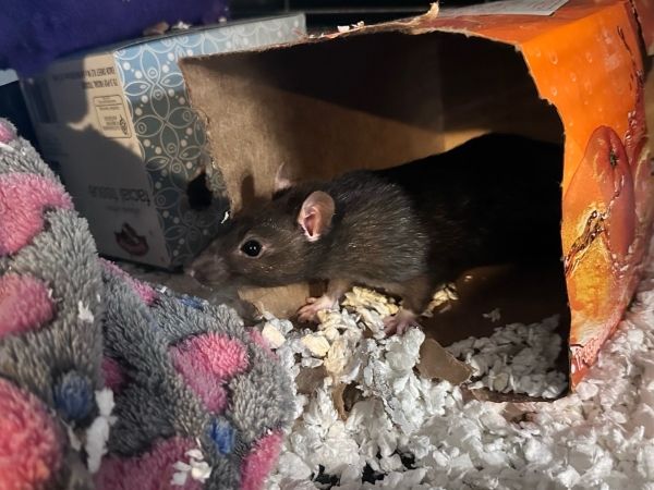 Jelly Bean & Misha – Mainely Rat Rescue
