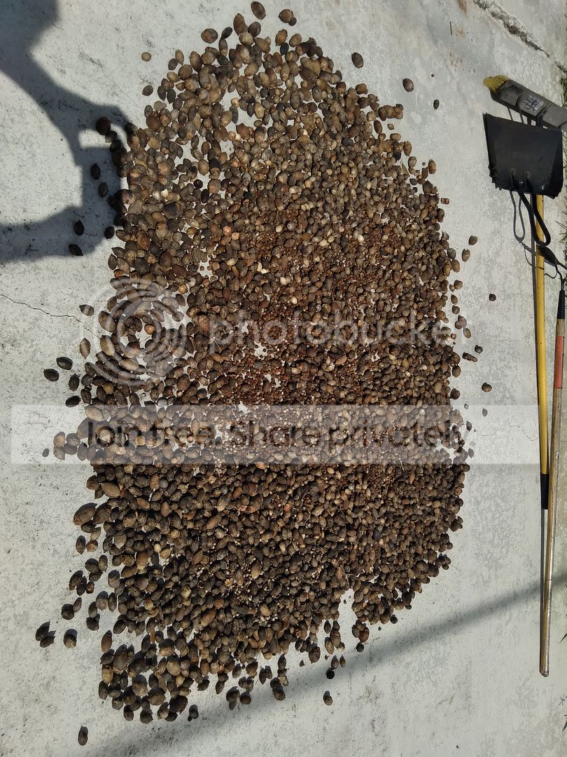 Drying palm seed in the Florida sun - DISCUSSING PALM TREES WORLDWIDE ...