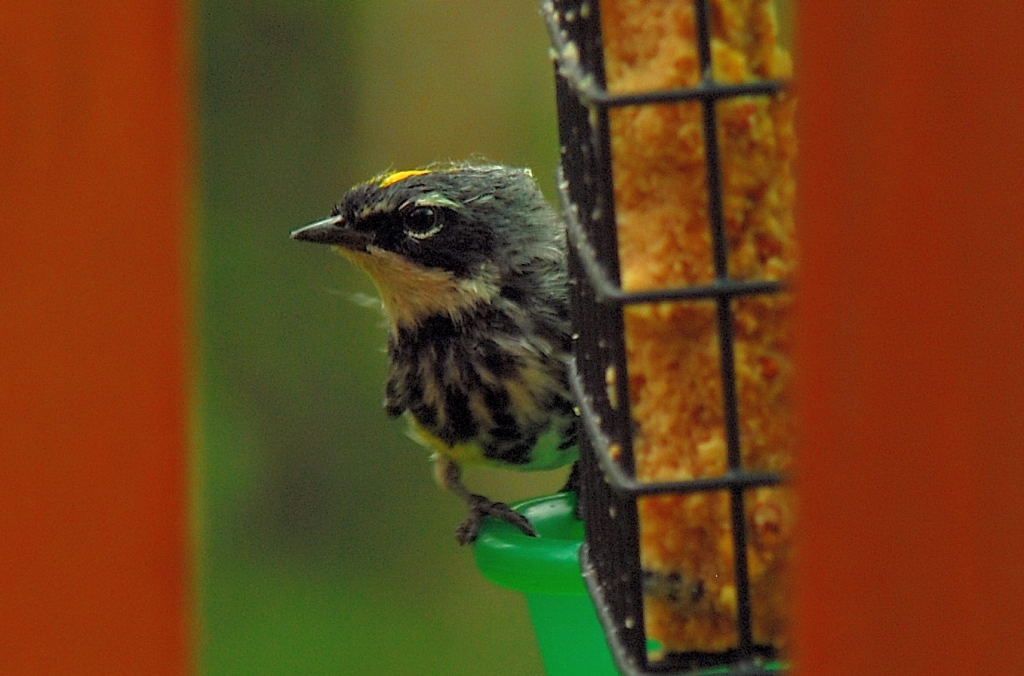 The Back Yard Birder; | The Fly Fishing Forum