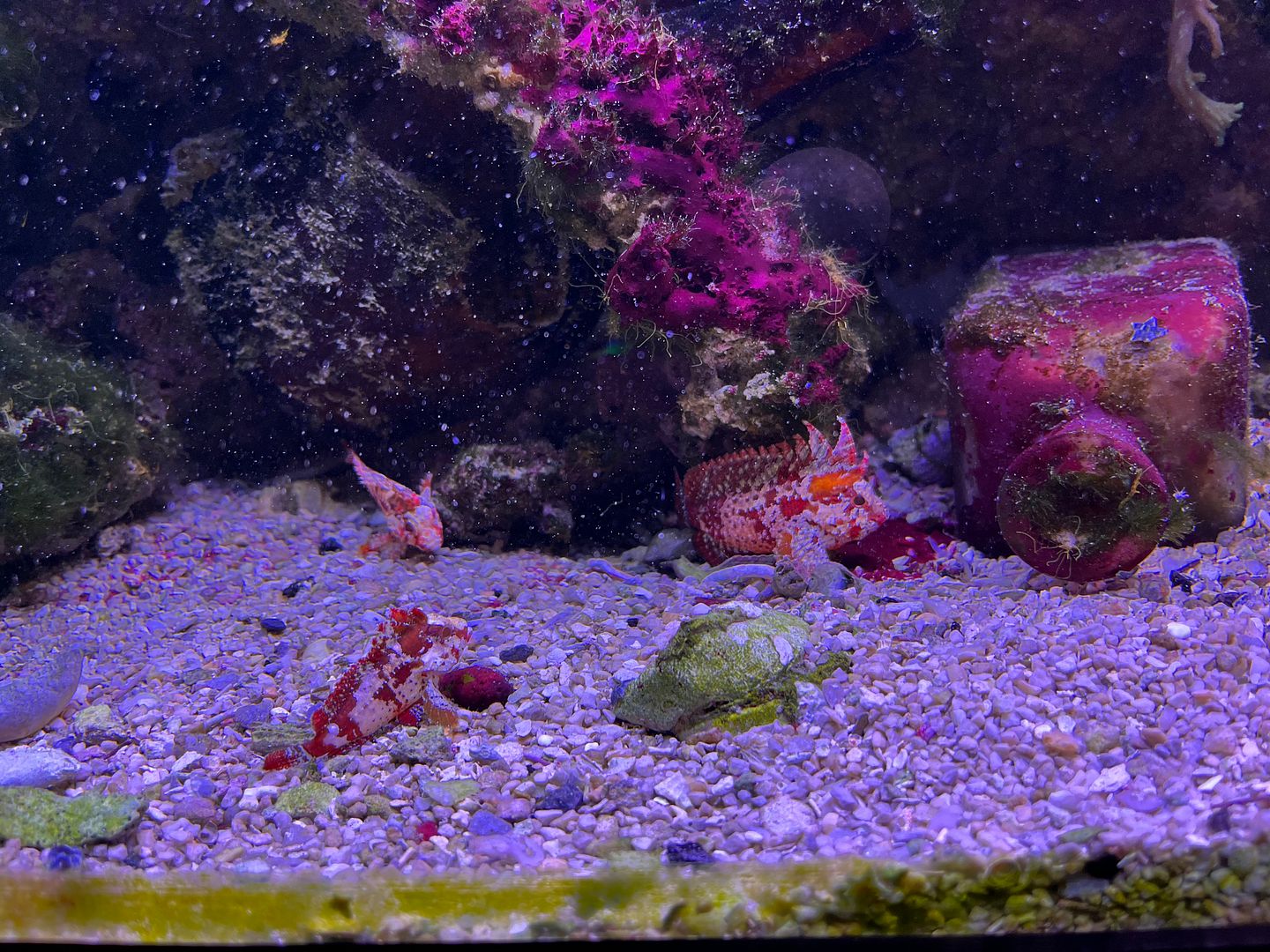 Pygmy Wasp is my favorite fish | Reef2Reef