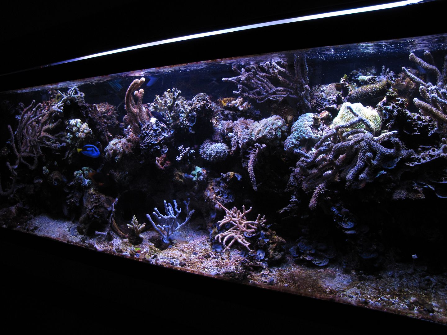 Advice For Keeping Photosynthetic Plating Sponges | Reef2Reef