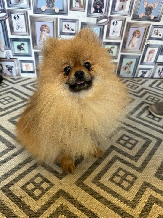 Ravenswood Pet Rescue - Available Dogs